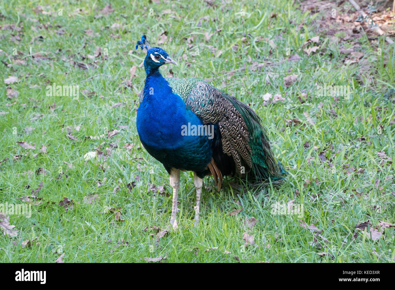 A single peacock Stock Photo - Alamy