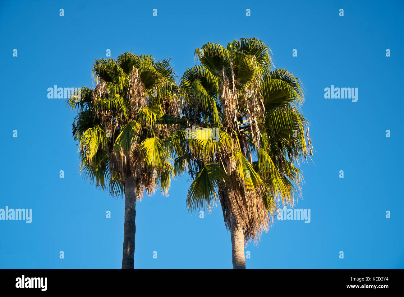 Two tall palm trees Stock Photo - Alamy