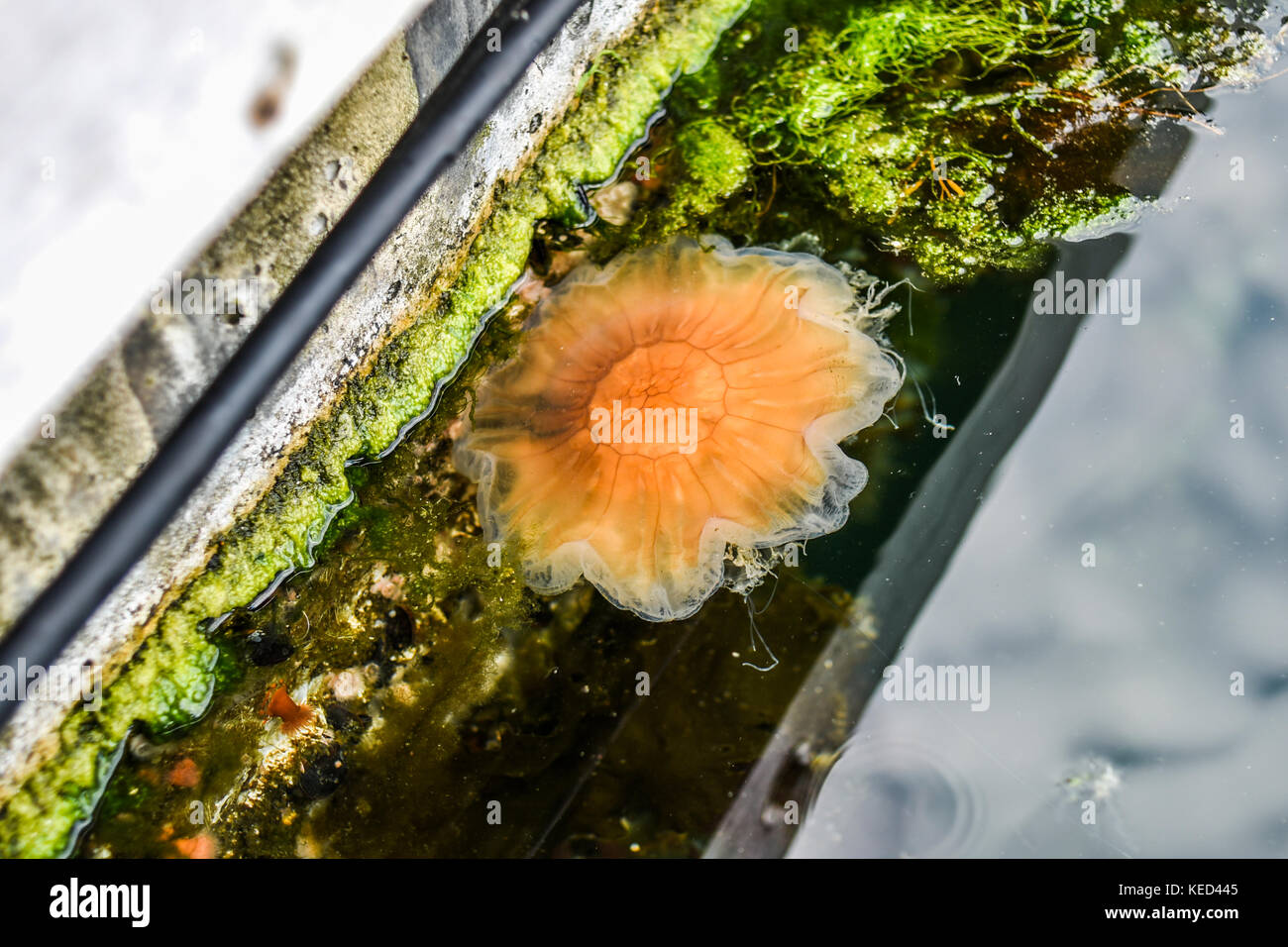 Jellyfish floating in the waters of the North Sea Stock Photo - Alamy