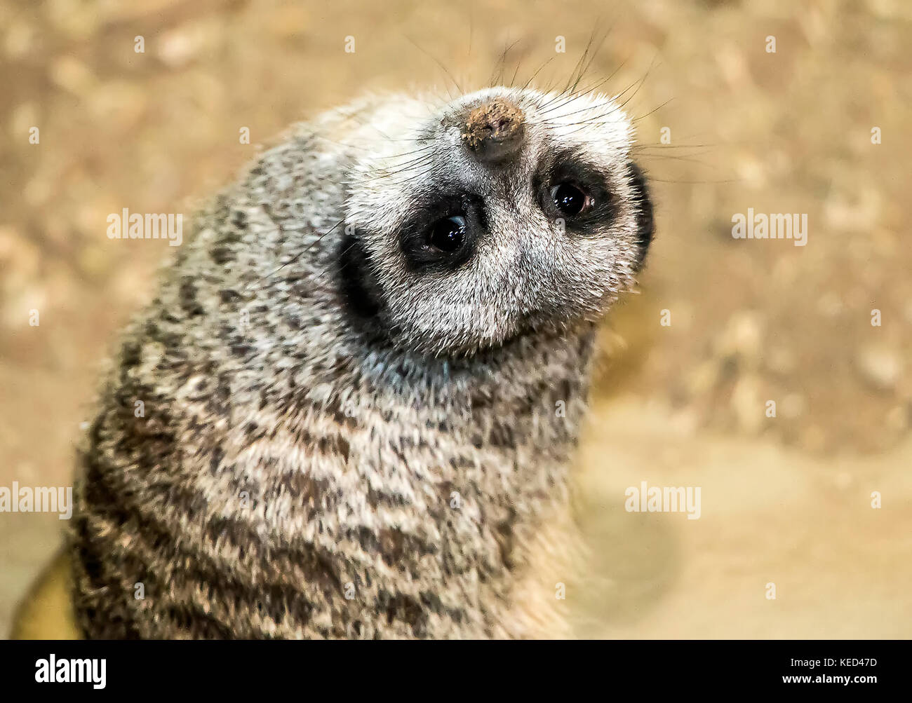 Meerkat longleat hi-res stock photography and images - Alamy