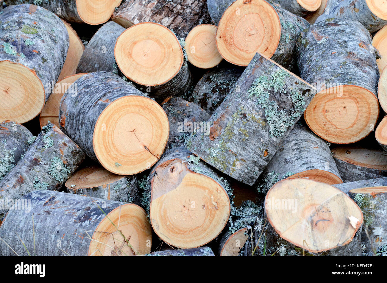 Fresh cut of a Picture of a wood logs Stock Photo - Alamy