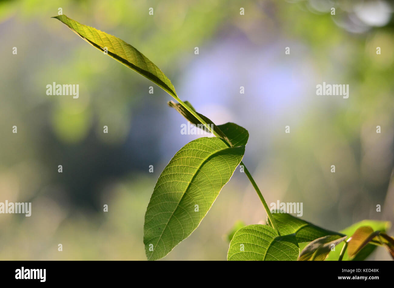 Picture of a leaves against morning sun Stock Photo - Alamy