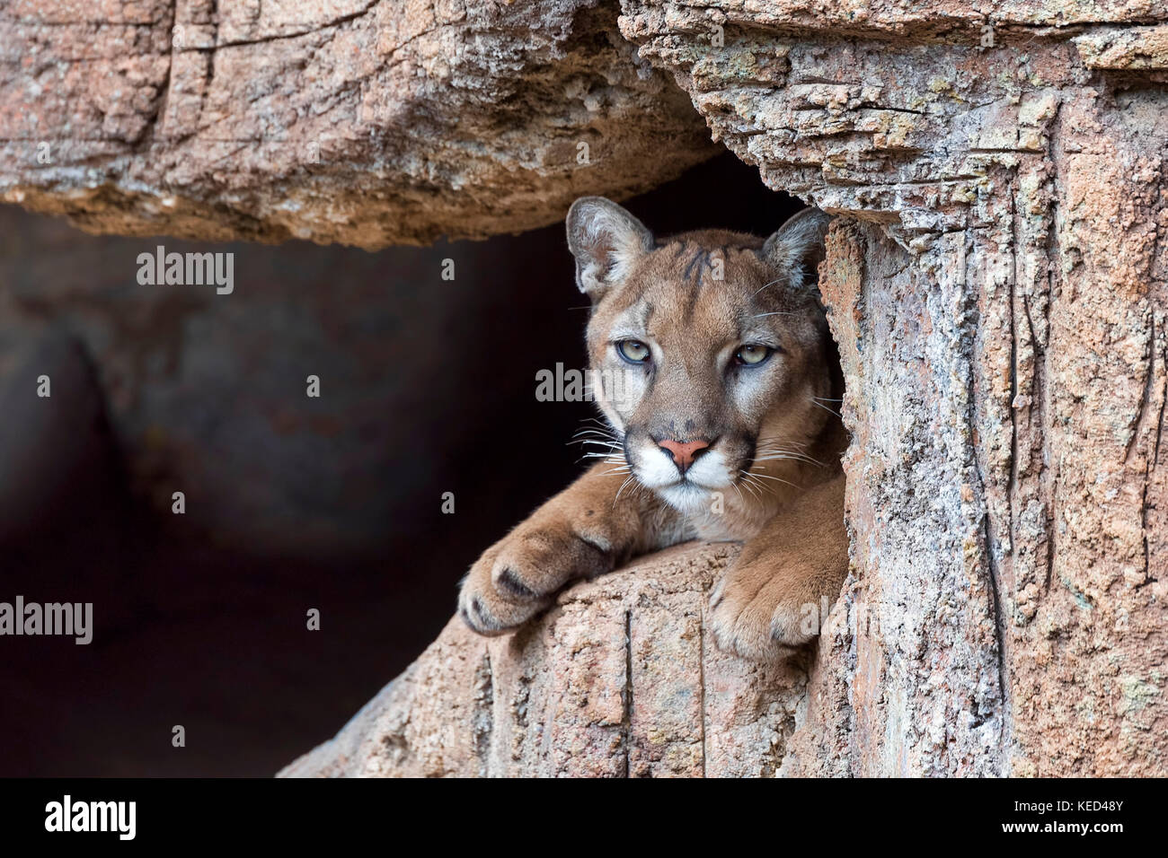 Cougar (Puma concolor), adult, looks out of rock cave, captive ...