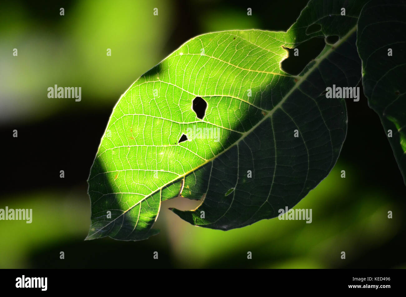 Picture of a leaves against morning sun Stock Photo - Alamy