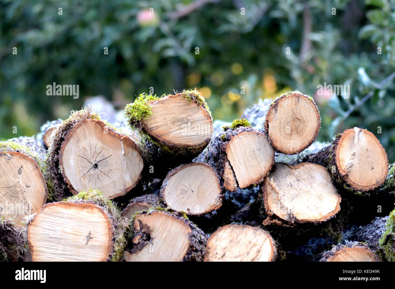 Wooden logs picture hi-res stock photography and images - Alamy