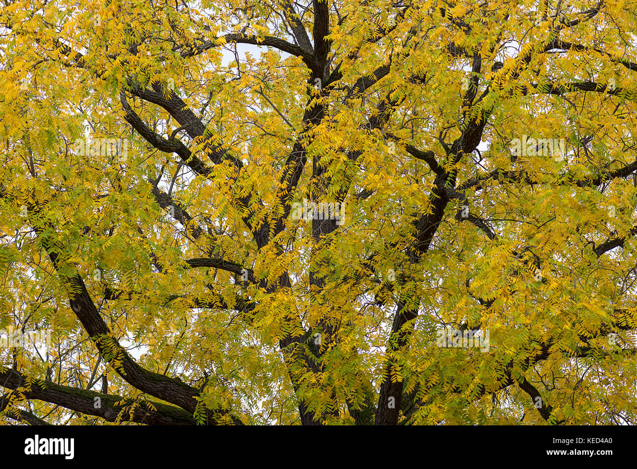 Treetop, European ash (Fraxinus excelsior) in autumn, Bavaria, Germany ...