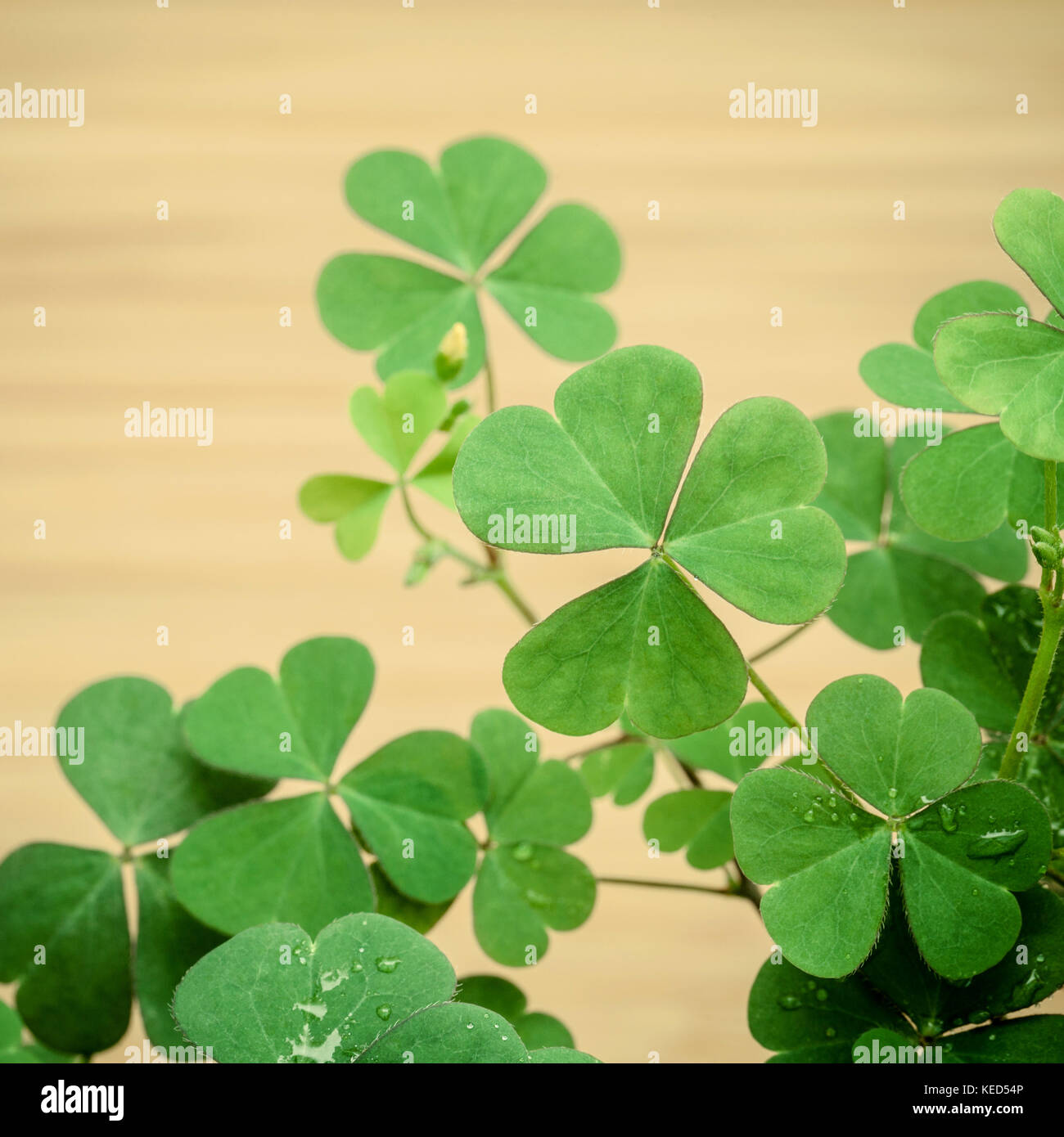 Close up Clovers leaves for background .The symbolic of Clover the ...