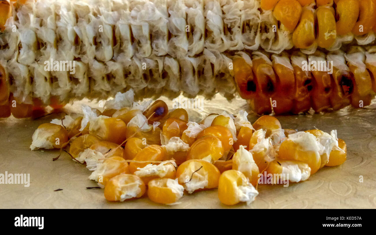 Picxture of a Corn cob, macro Stock Photo - Alamy
