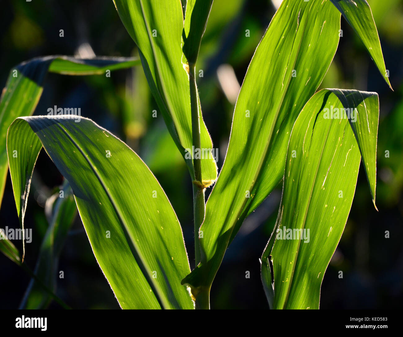 Corn leaves texture on a morning light Stock Photo - Alamy