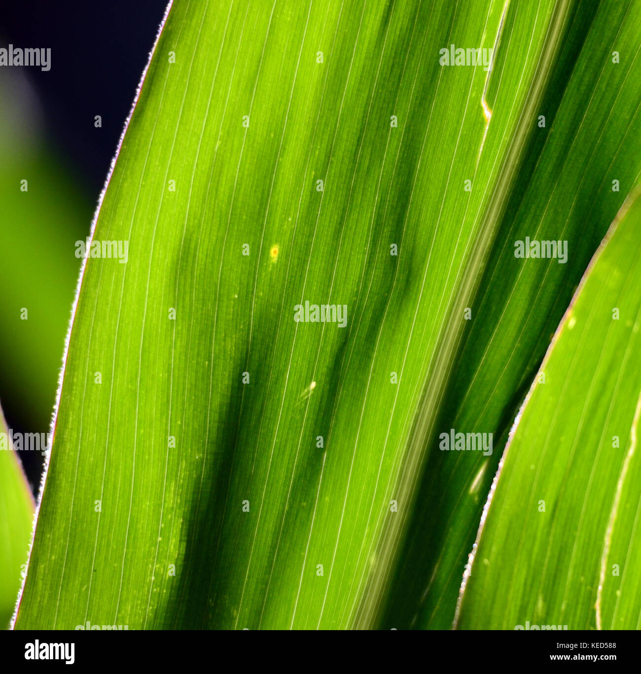 Corn leaves texture on a morning light Stock Photo - Alamy
