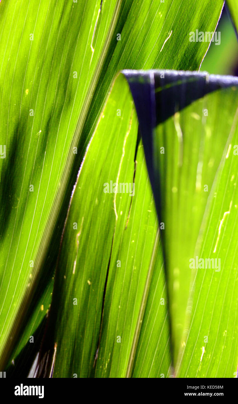 Corn leaves texture on a morning light Stock Photo - Alamy