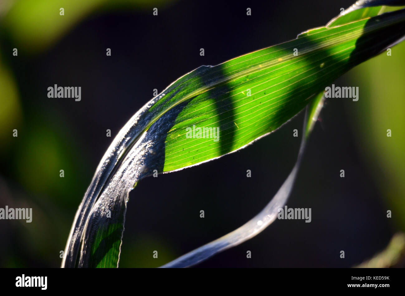 Corn leaves texture on a morning light Stock Photo - Alamy