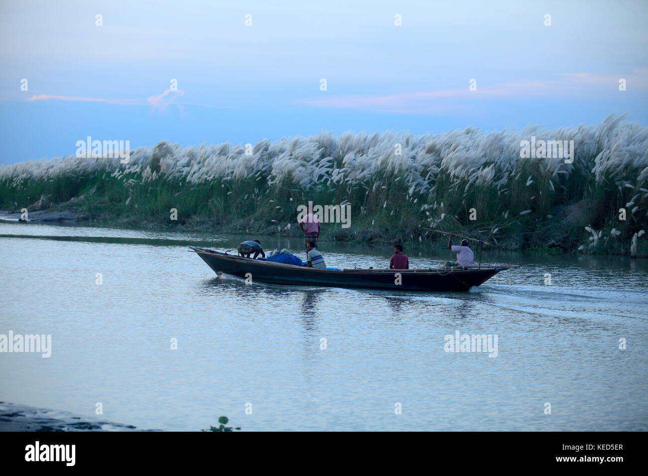 Catkins (Kashphool) in autumn, on the bank of the Padma River ...