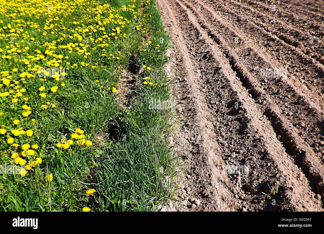 Half soil, half flowers, picture of a field Stock Photo - Alamy