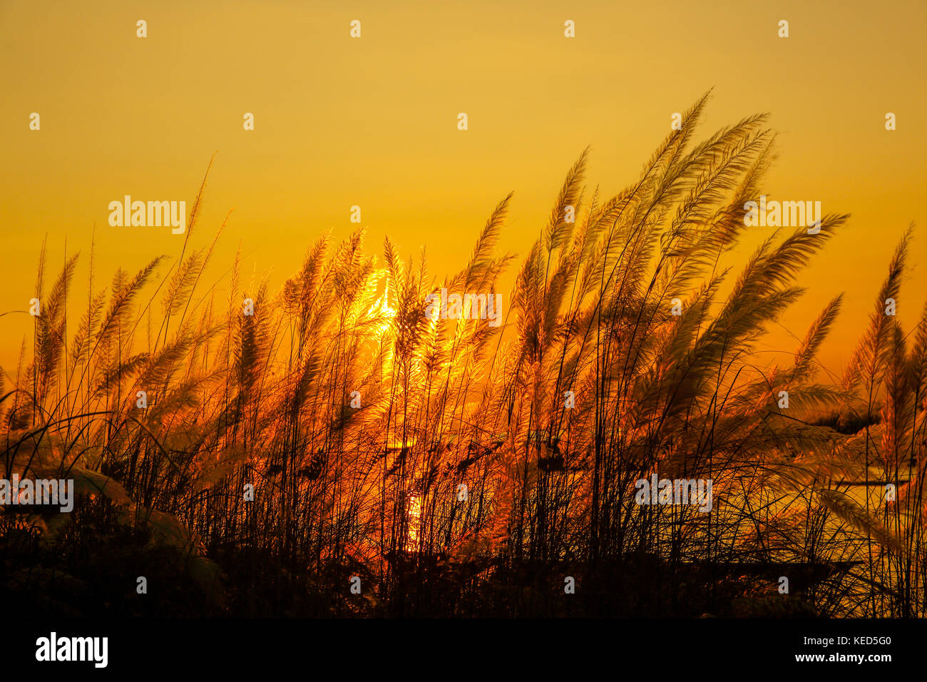 Boat kash plant hi-res stock photography and images - Alamy