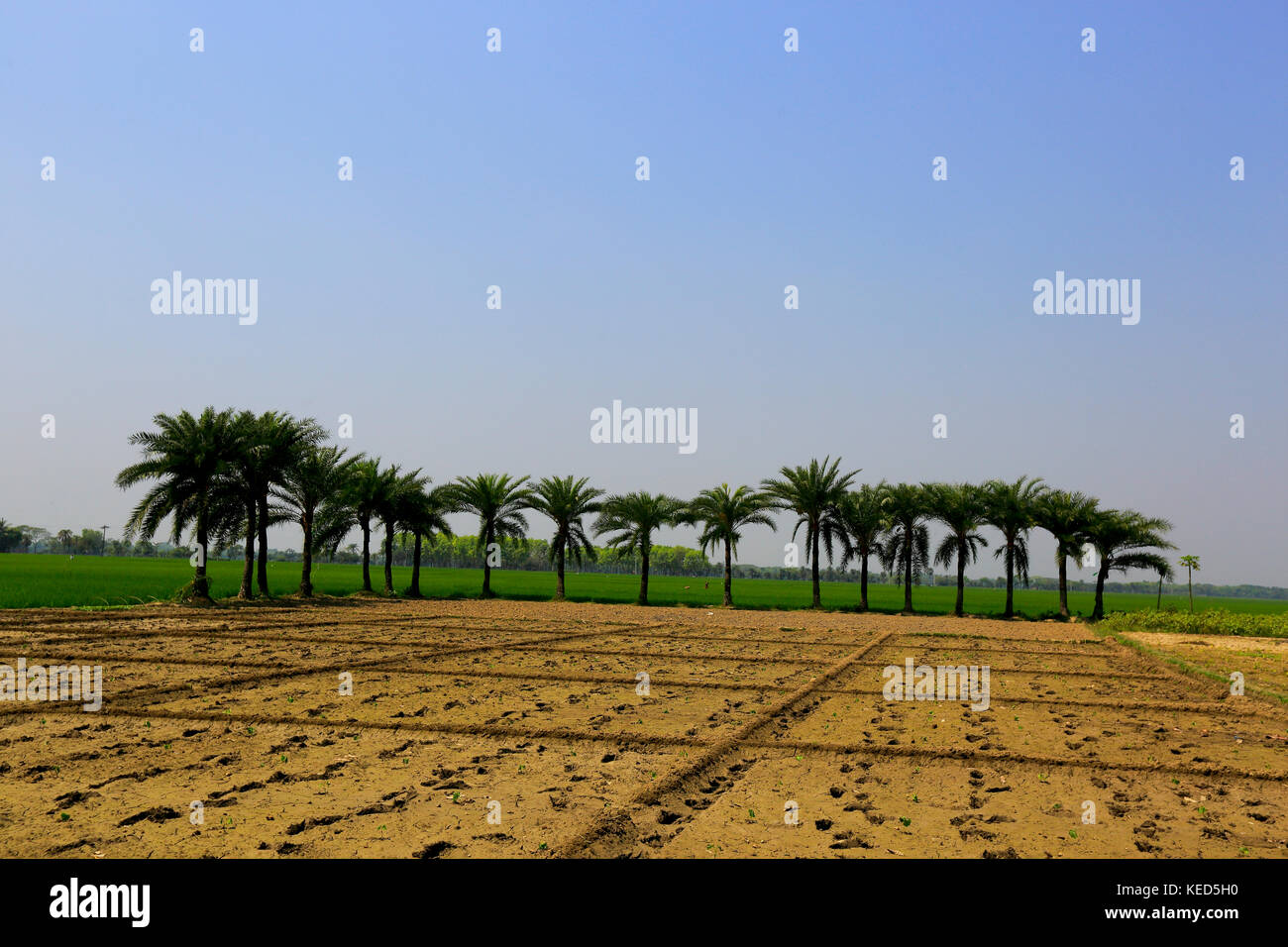 Crops field and date palm trees in Jessore, Bangladesh Stock Photo - Alamy