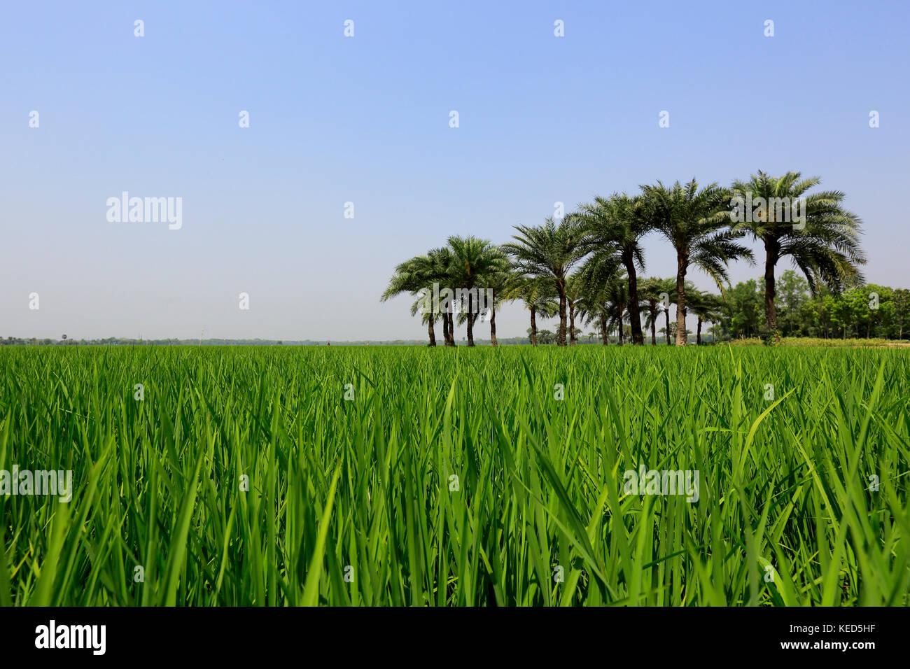 Crops field and date palm trees in Jessore, Bangladesh Stock Photo - Alamy
