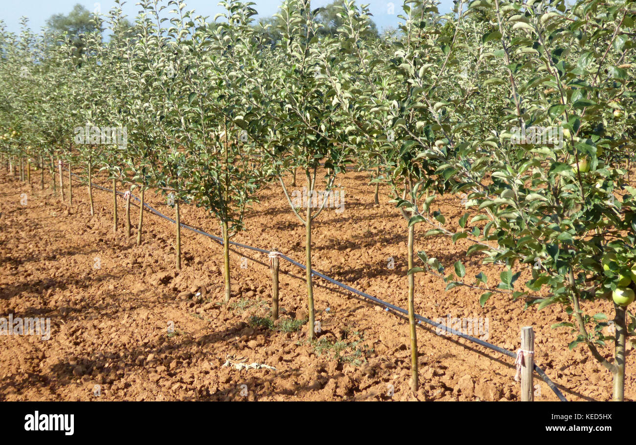 picture of a Young apple orchard. Rural concept Stock Photo - Alamy