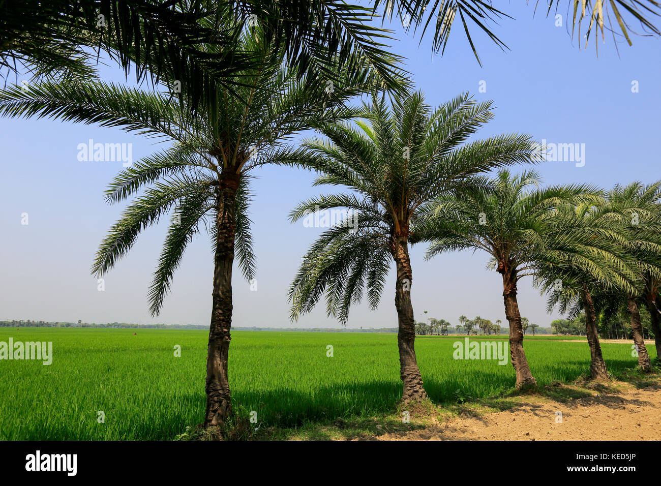 Khejur hi-res stock photography and images - Alamy