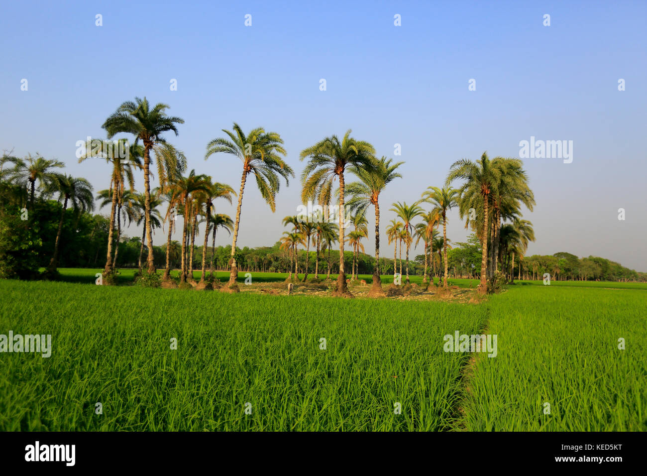Crops field and date palm trees in Jessore, Bangladesh Stock Photo - Alamy