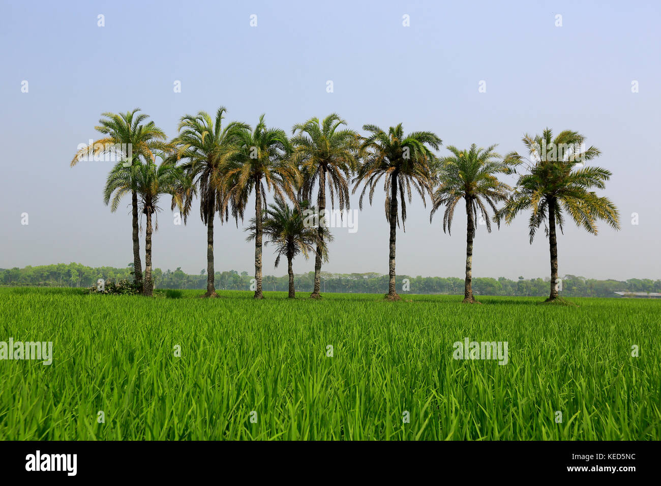 Crops field and date palm trees in Jessore, Bangladesh Stock Photo - Alamy