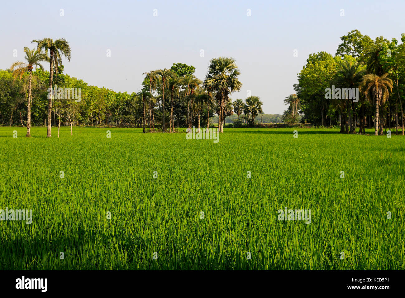 Crops field and date palm trees in Jessore, Bangladesh Stock Photo - Alamy