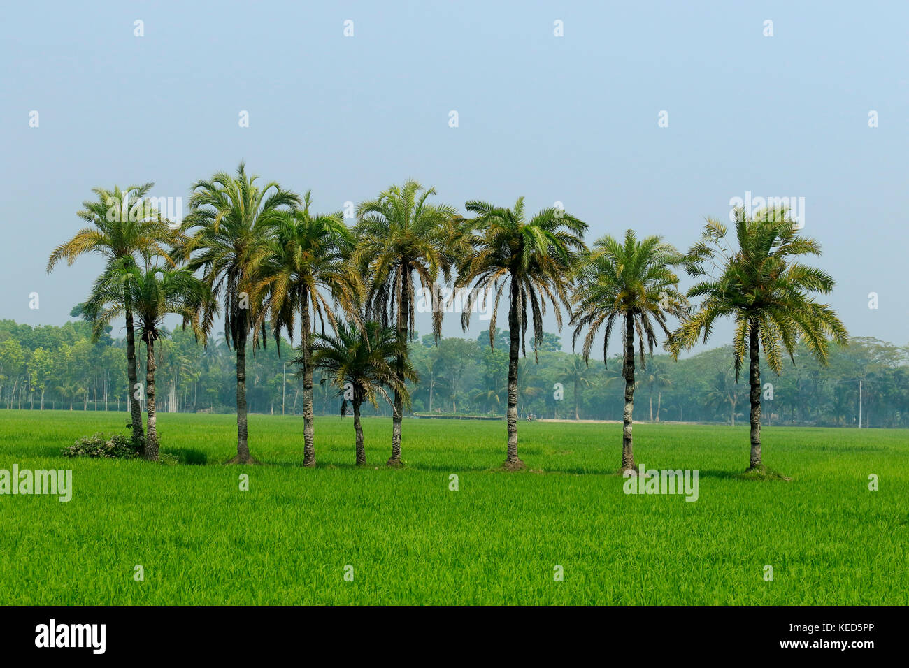 Crops field and date palm trees in Jessore, Bangladesh Stock Photo - Alamy