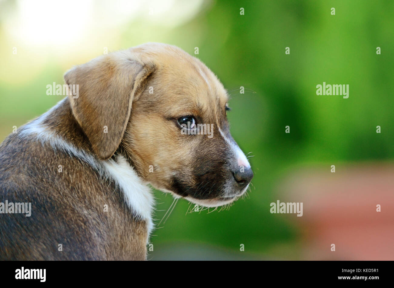 Pictrure of a Cute amstaff pyppy Stock Photo - Alamy