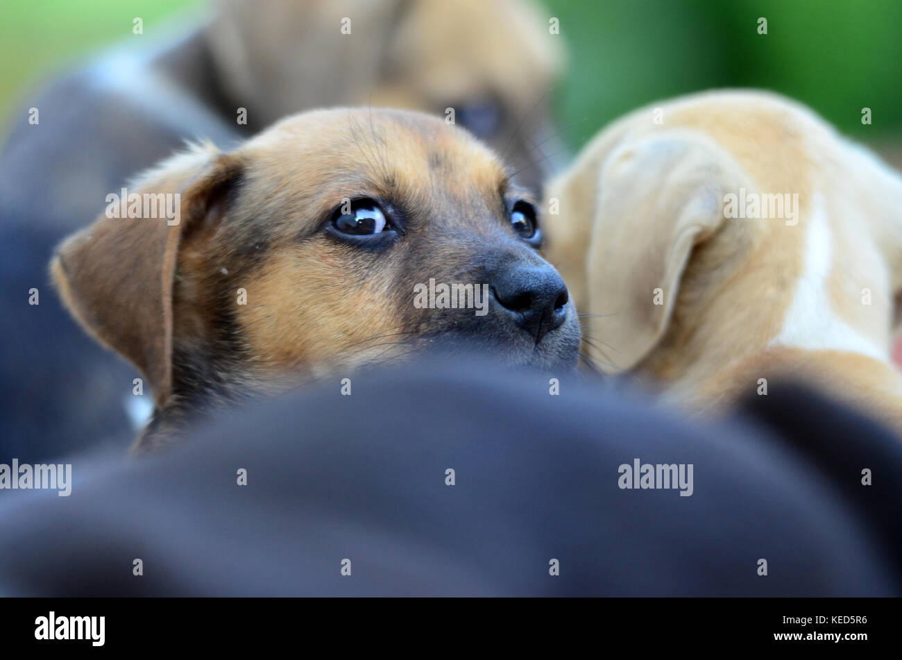 Pictrure of a Cute amstaff pyppy Stock Photo - Alamy