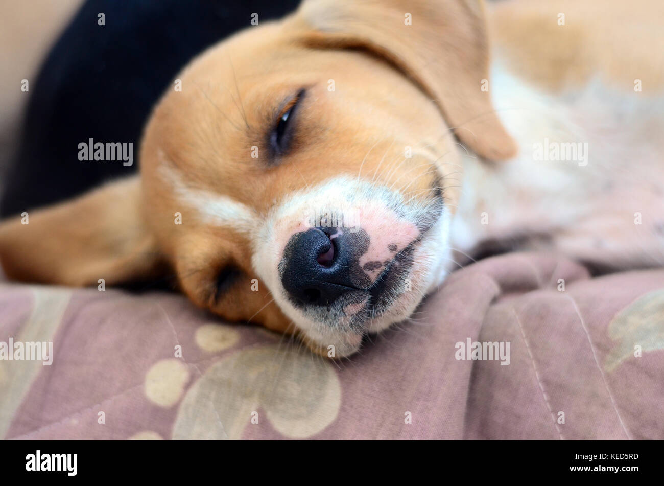 Pictrure of a Cute amstaff pyppy Stock Photo - Alamy