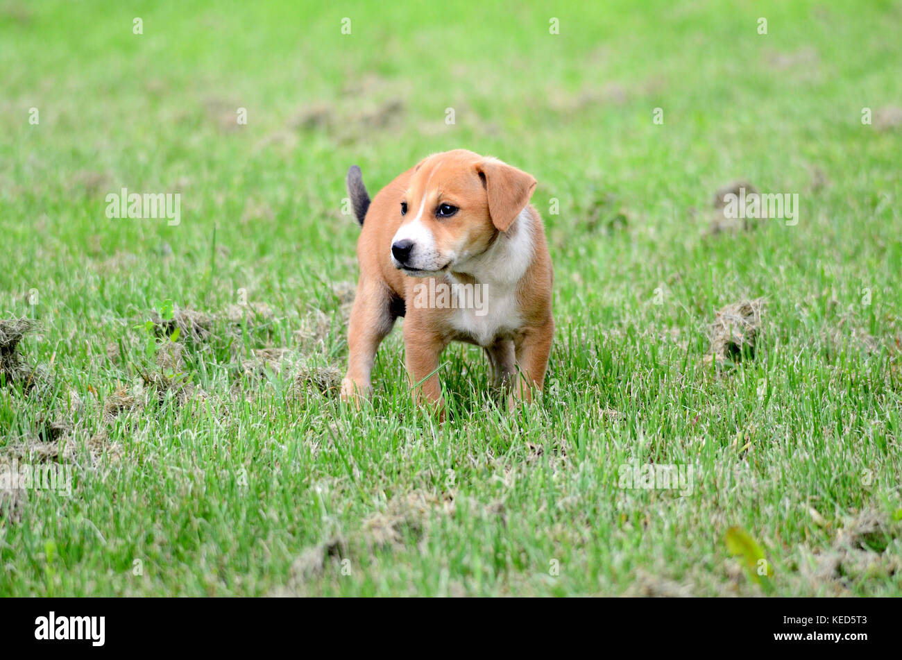 Pictrure of a Cute amstaff pyppy Stock Photo - Alamy