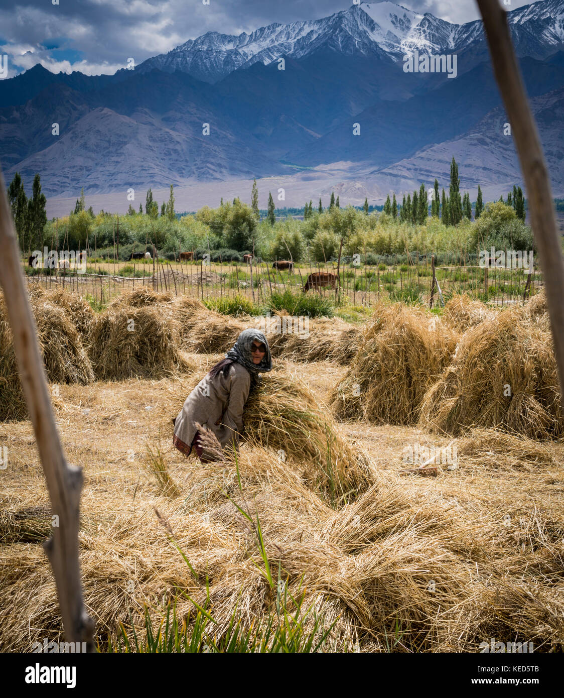 Indian village women working hi-res stock photography and images - Alamy