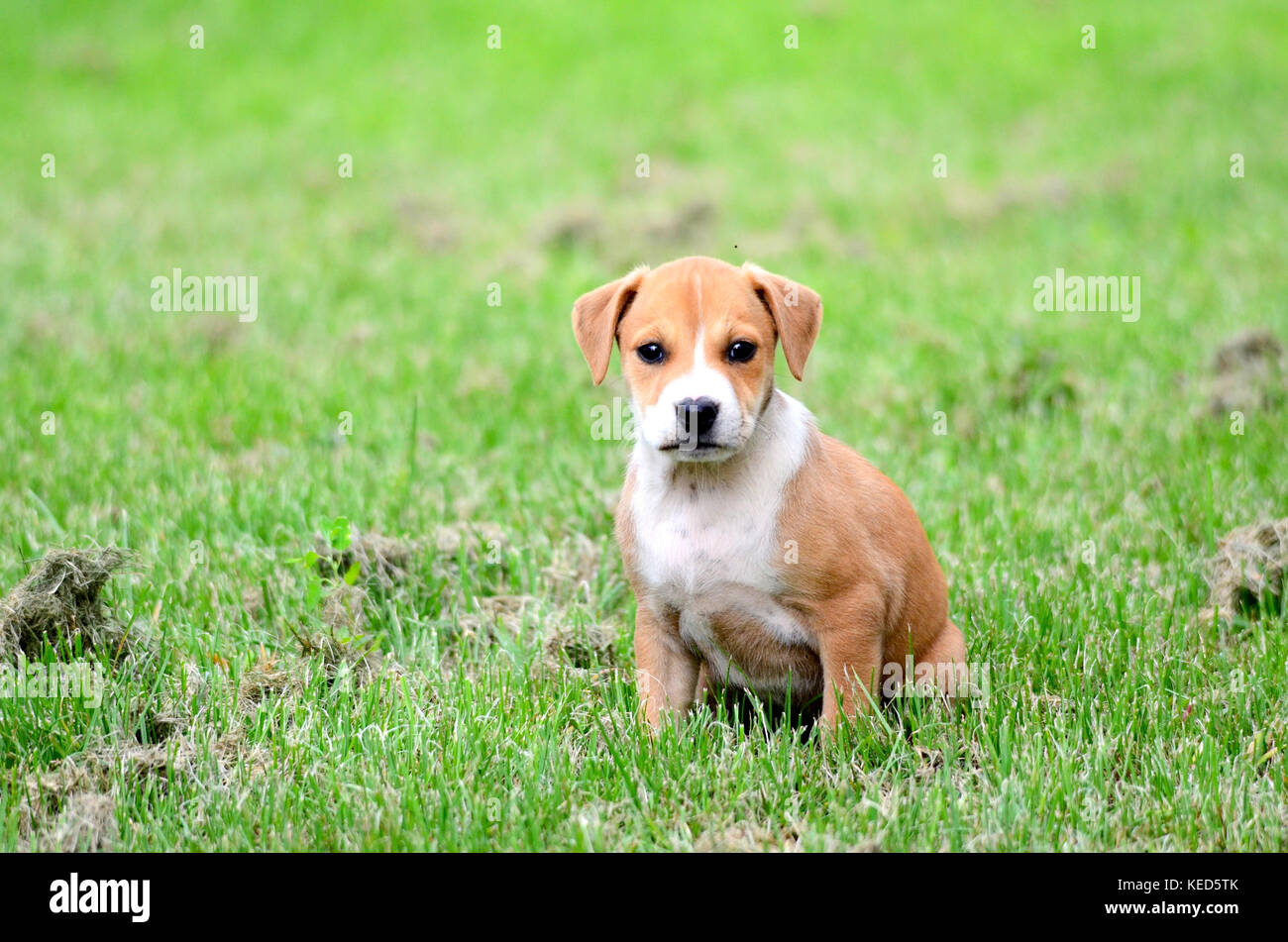 Pictrure of a Cute amstaff pyppy Stock Photo - Alamy