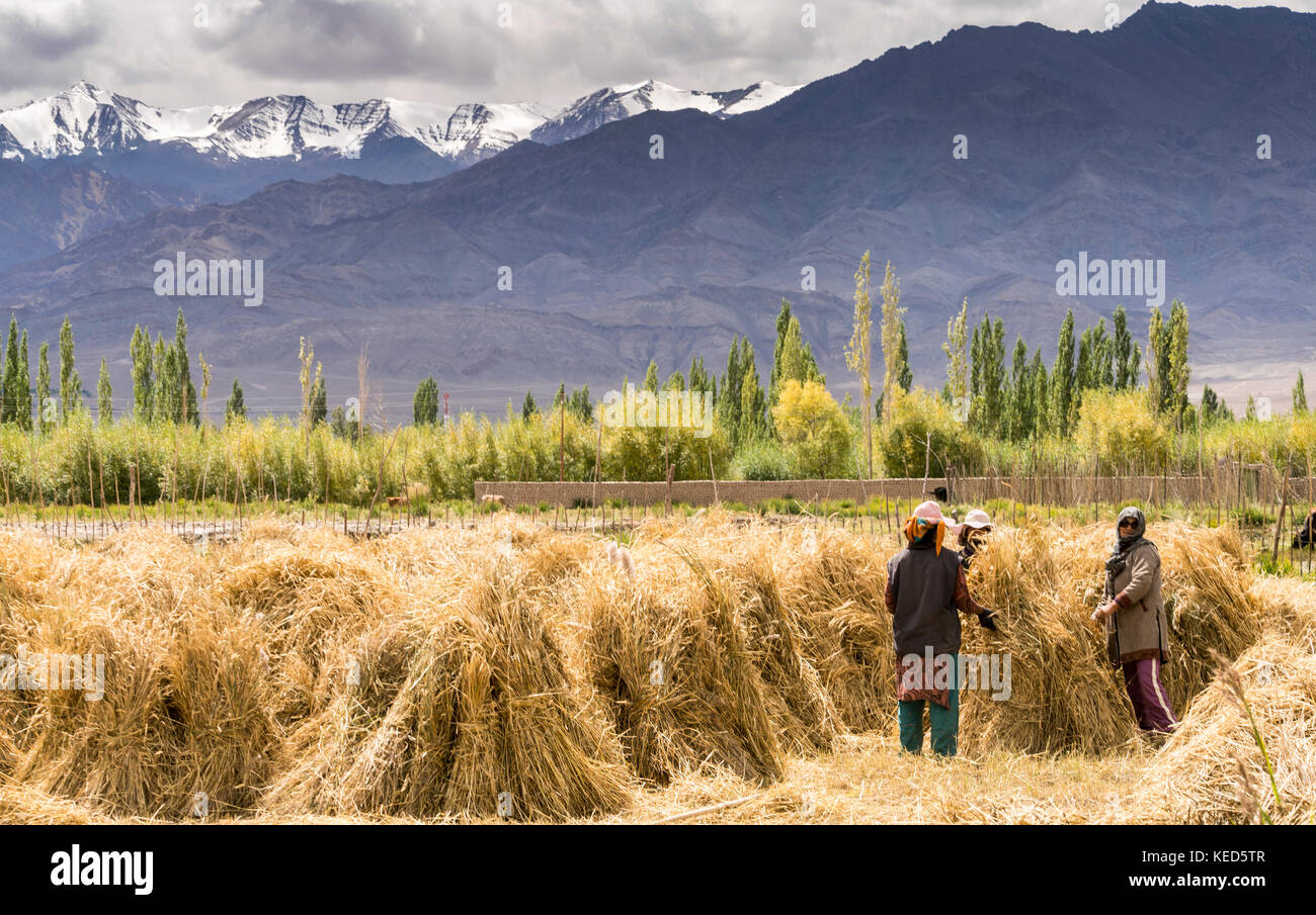 Indian village women working hi-res stock photography and images - Alamy