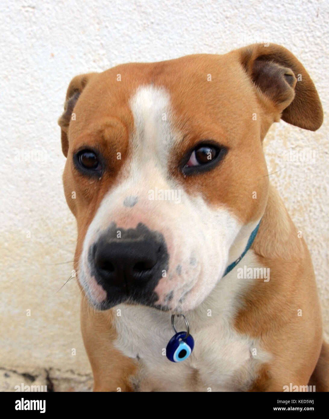 American Staffordshire Terrier,picture of young Stock Photo - Alamy