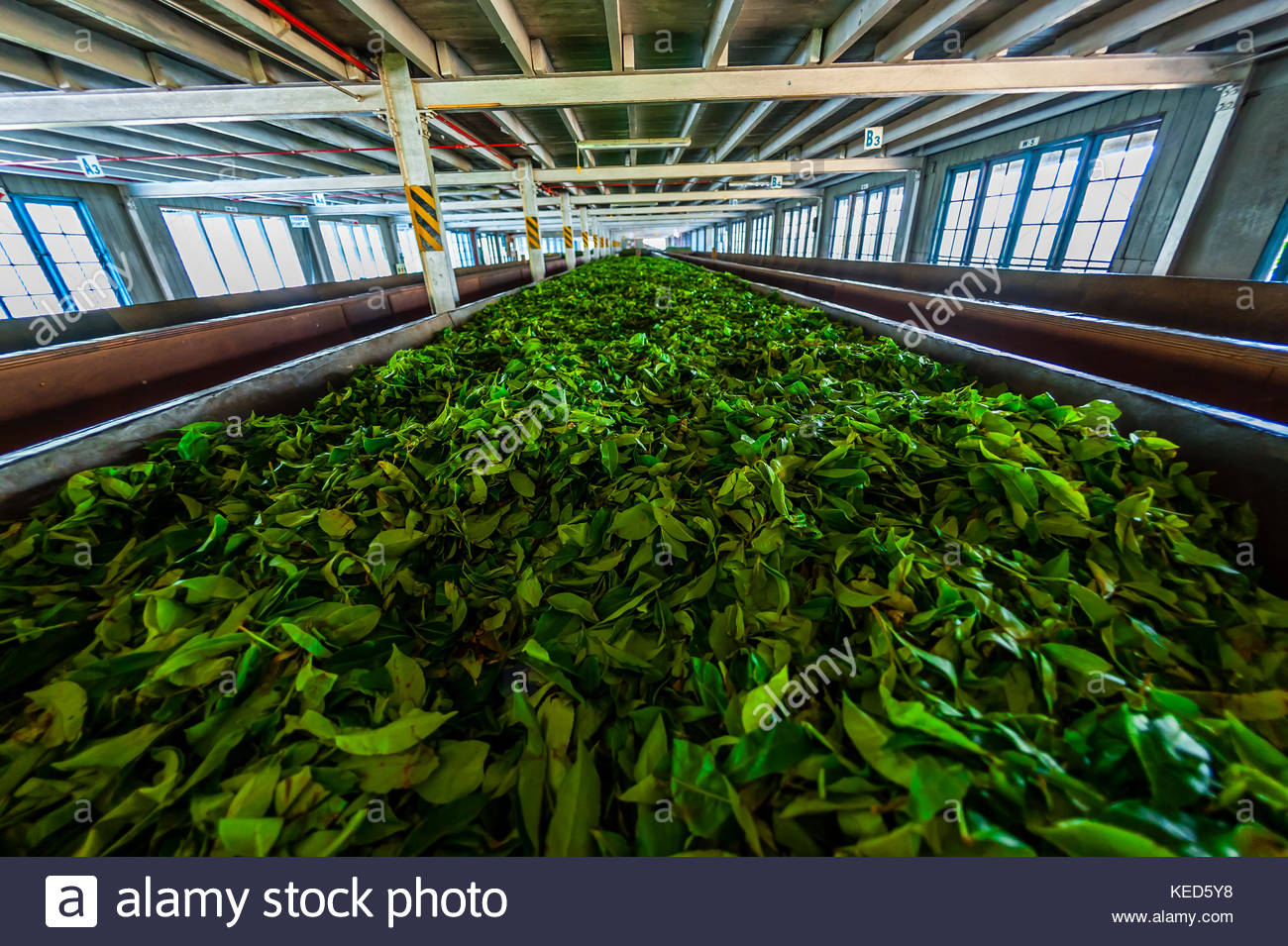 Tea Factory Stock Photos & Tea Factory Stock Images - Alamy