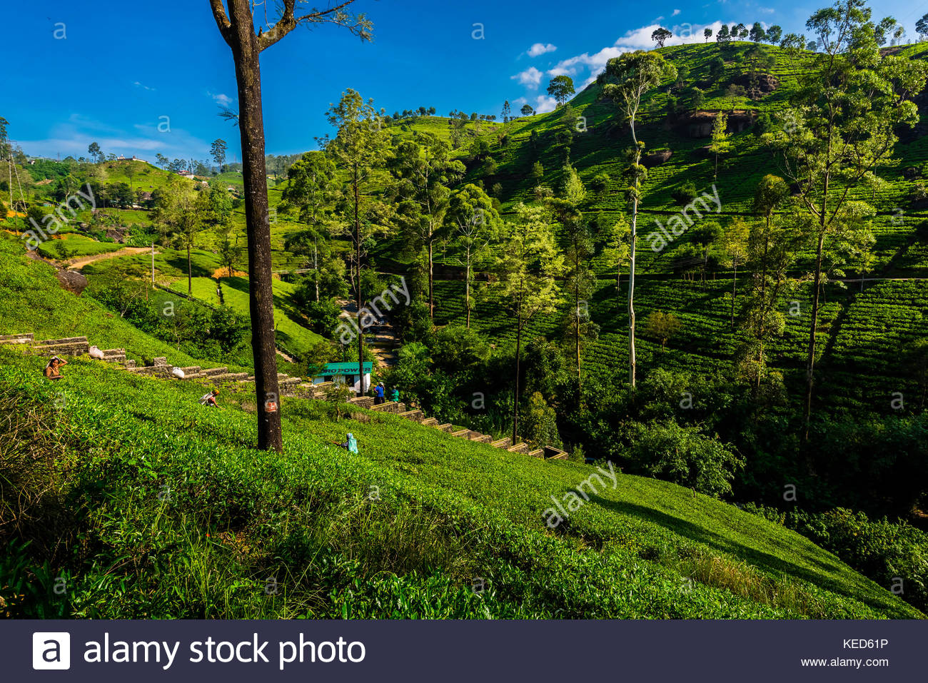 Tea Estate Sri Lanka Stock Photos & Tea Estate Sri Lanka Stock Images ...