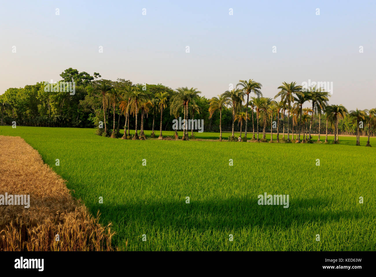 Crops field and date palm trees in Jessore, Bangladesh Stock Photo - Alamy
