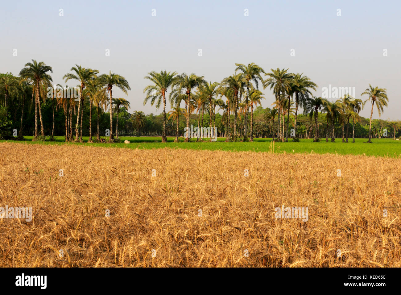 Crops field and date palm trees in Jessore, Bangladesh Stock Photo - Alamy