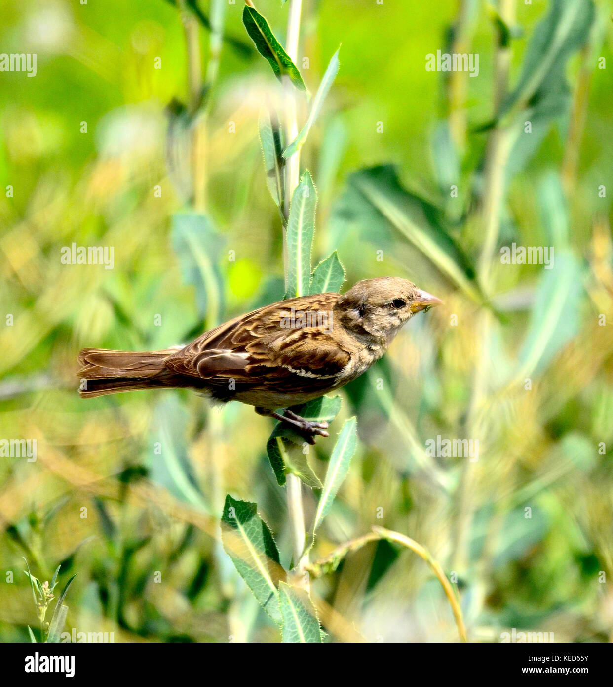 House sparrow on a rusty barbed wire Stock Photo - Alamy