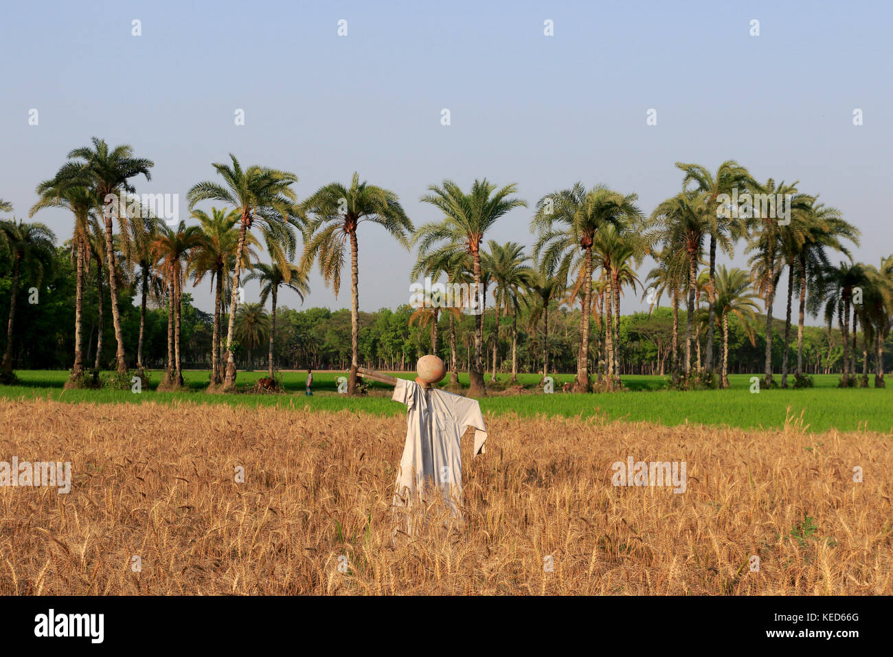 Crops field and date palm trees in Jessore, Bangladesh Stock Photo - Alamy