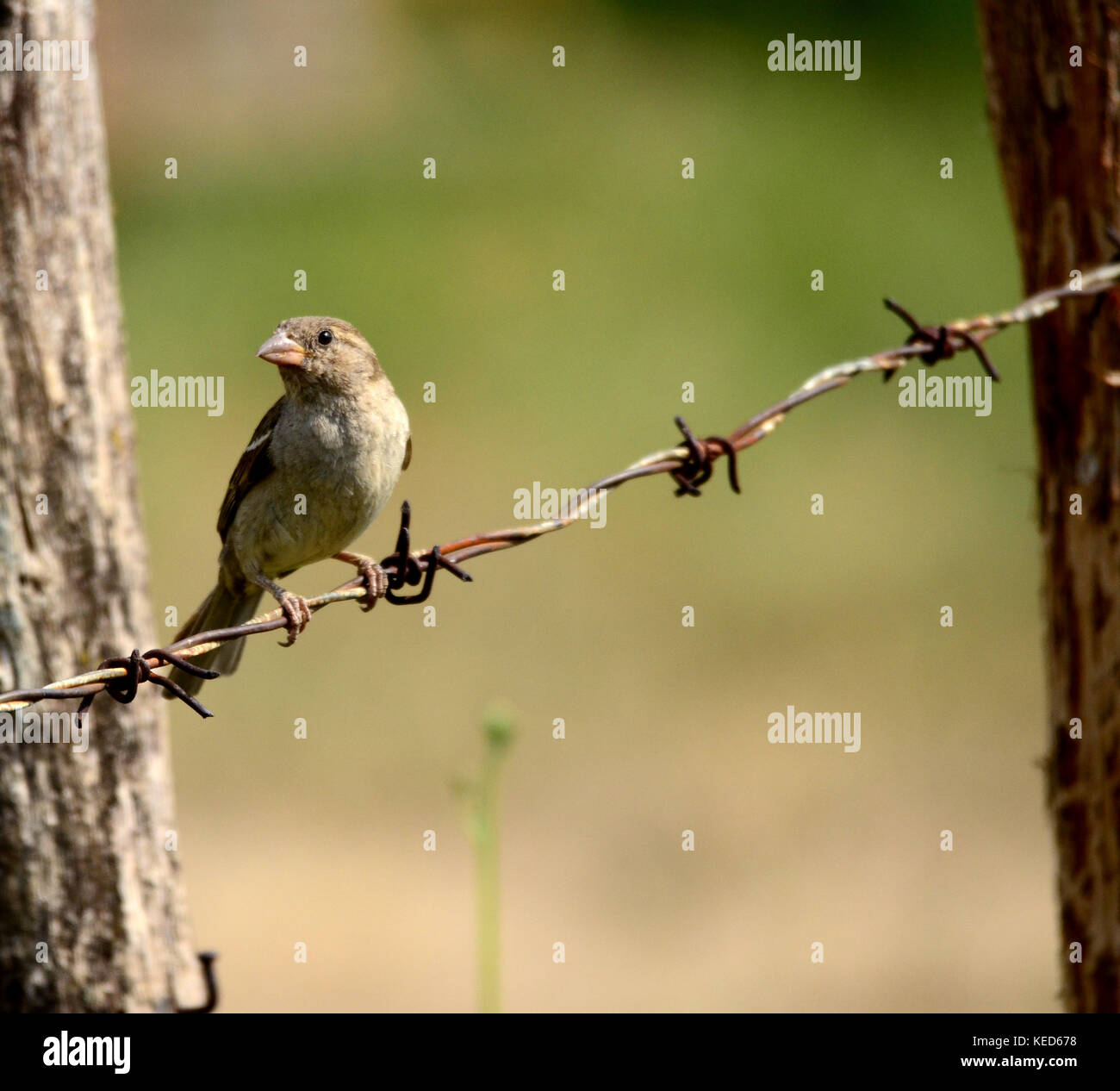 House sparrow on a rusty barbed wire Stock Photo - Alamy