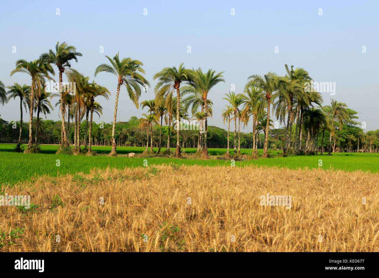 Khulna bangladesh field hi-res stock photography and images - Alamy