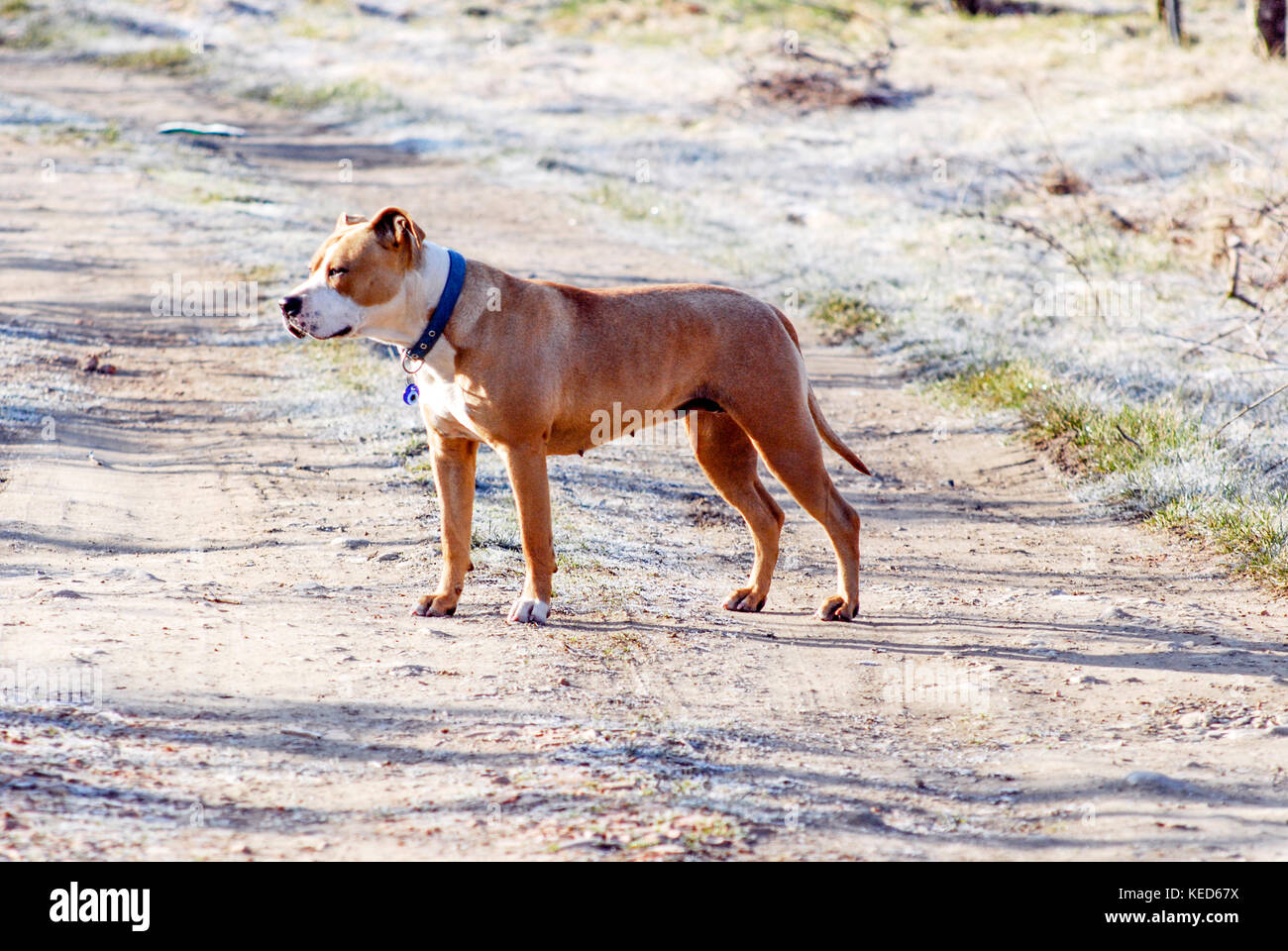 Running bull picture hi-res stock photography and images - Alamy