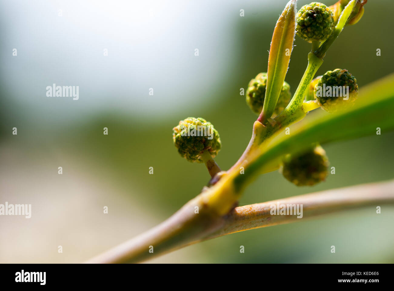 Forest bushes with blurry background - macro Stock Photo - Alamy