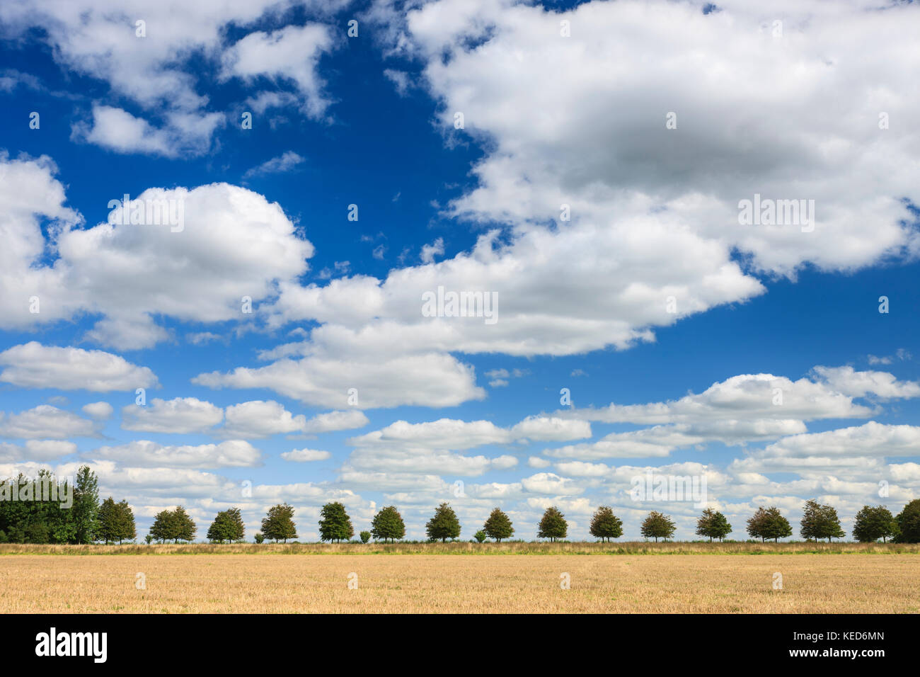 Horizon line trees hi-res stock photography and images - Alamy