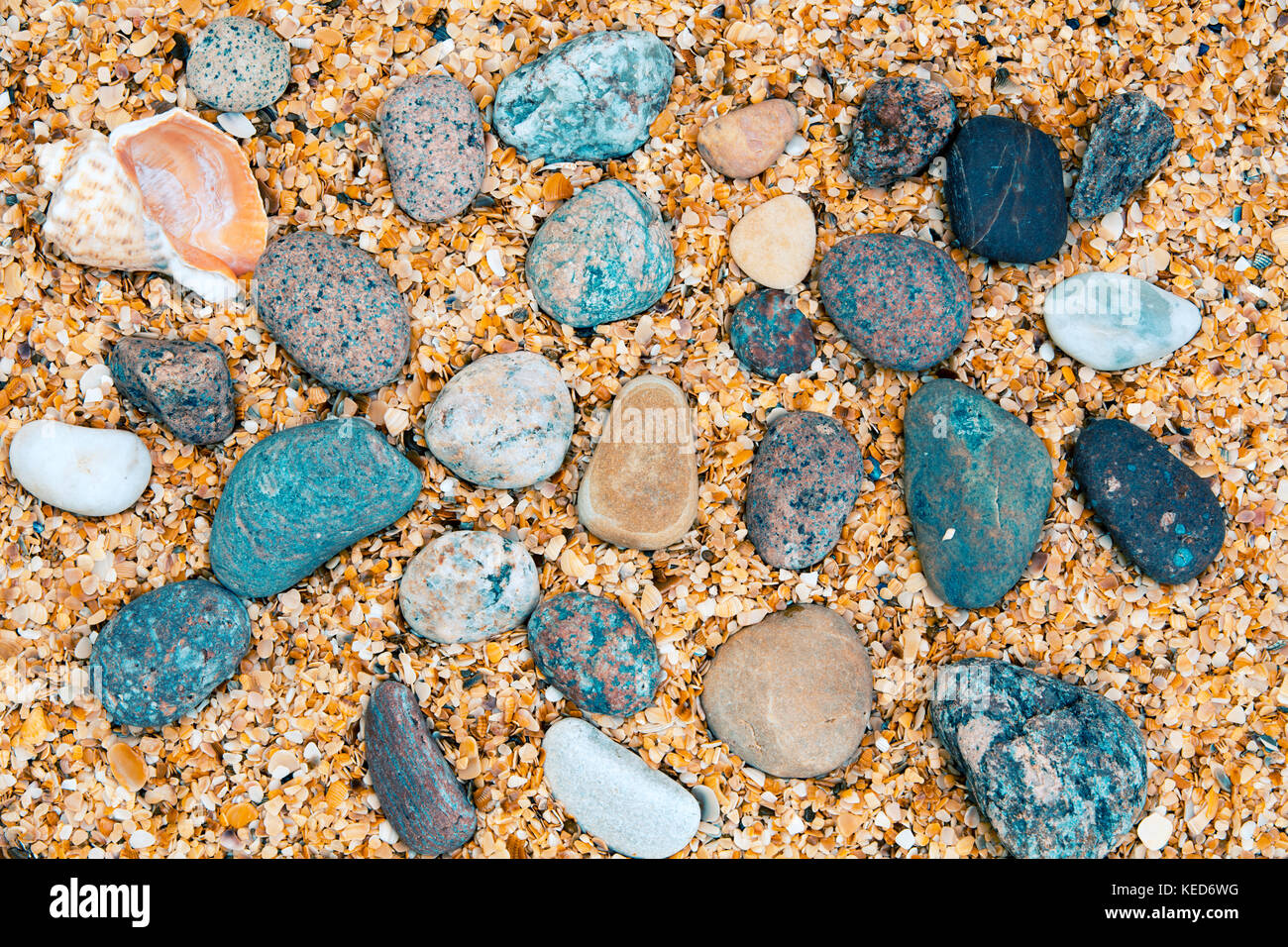 Coquina shells hi-res stock photography and images - Alamy