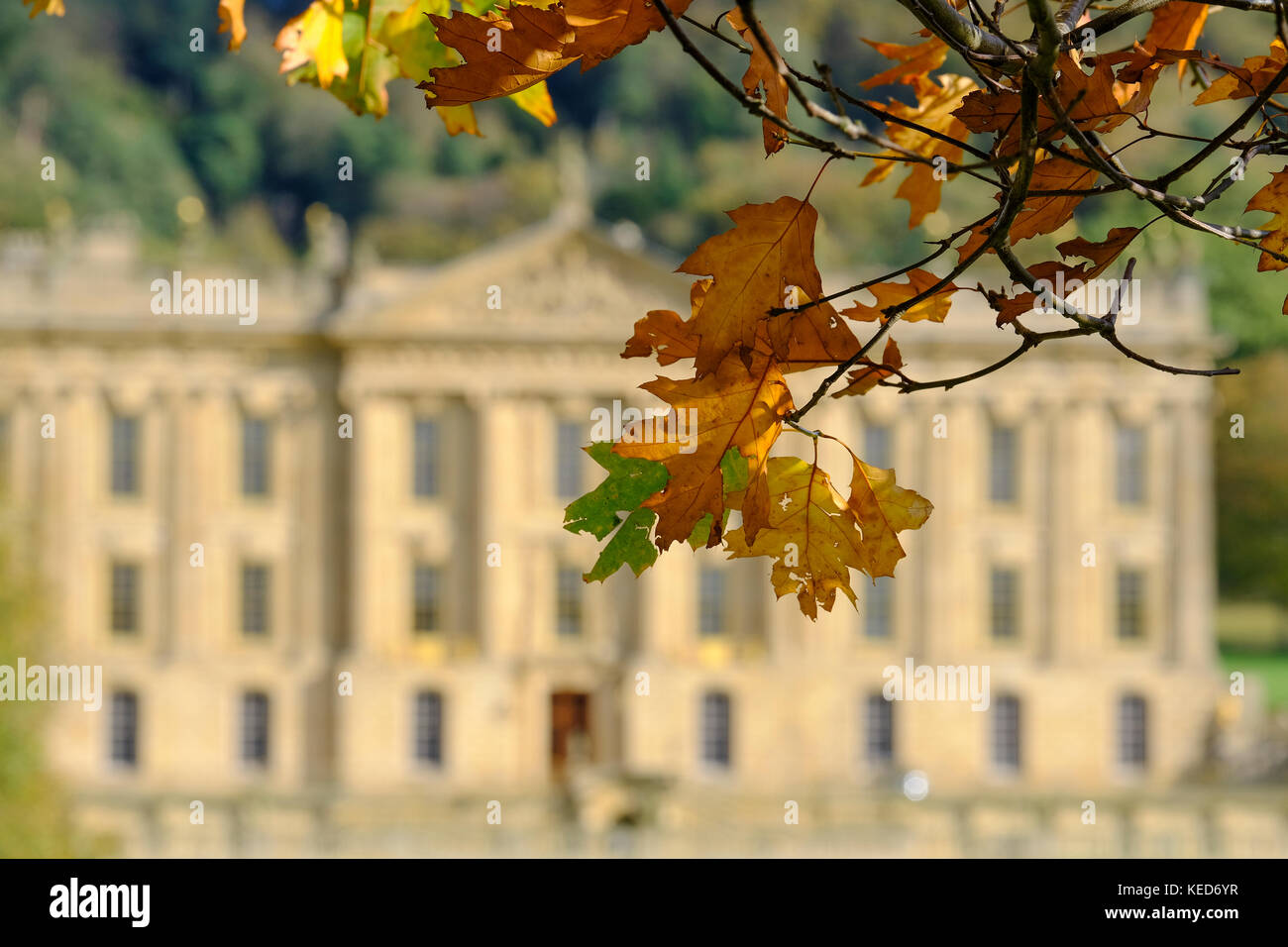 Leaves turning orange on a tree with Chatsworth House in the background ...