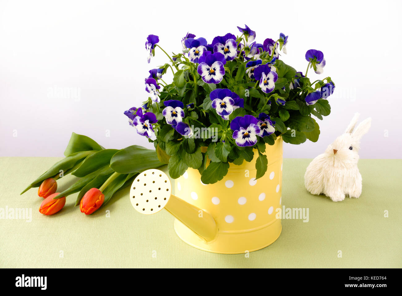 Purple pansy flowers in a yellow watering can surrounded by an Easter ...
