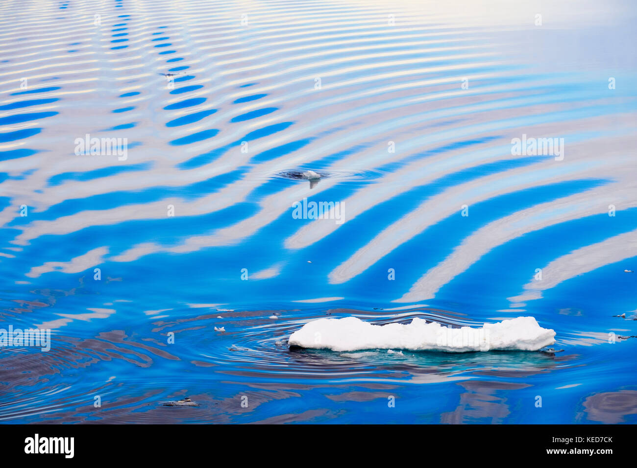 Disturbed sea water surface pattern with ice floating in boat wake ...